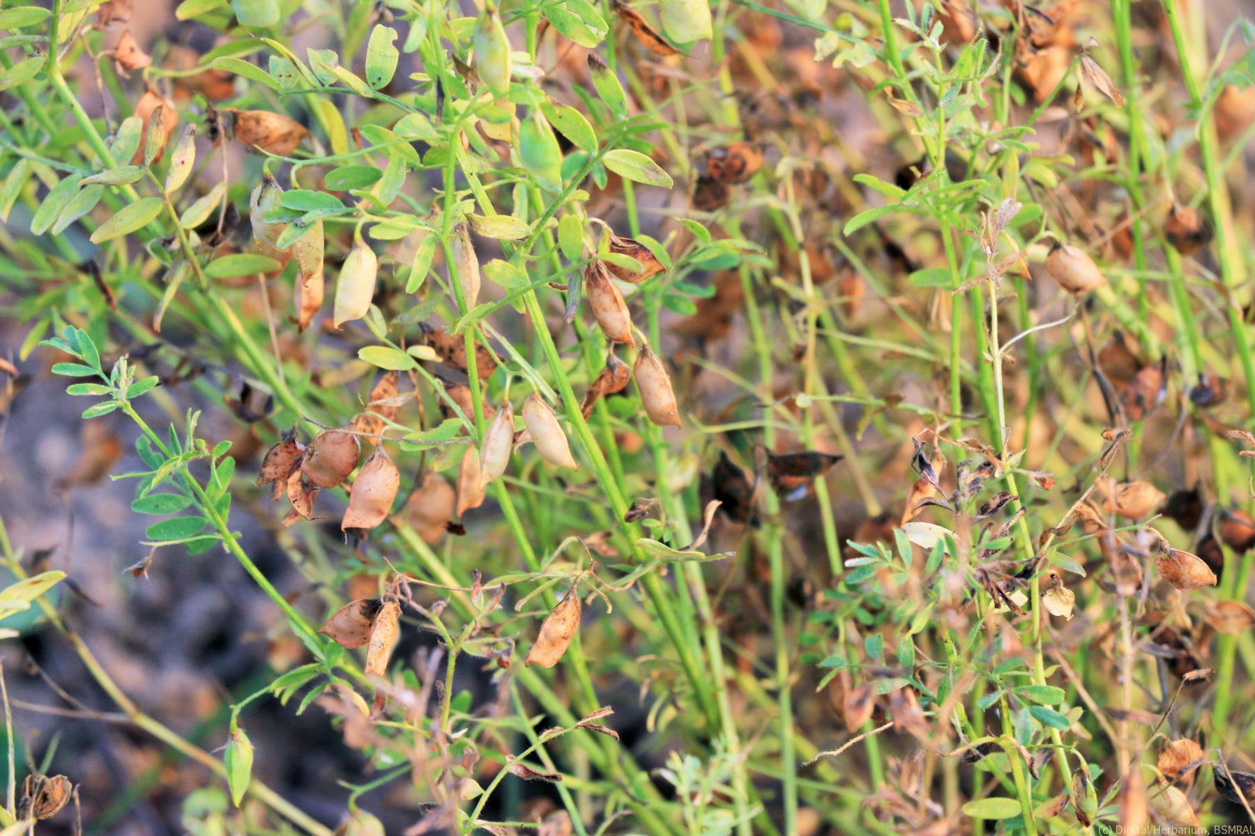 Lentil Digital Herbarium Of Crop Plants