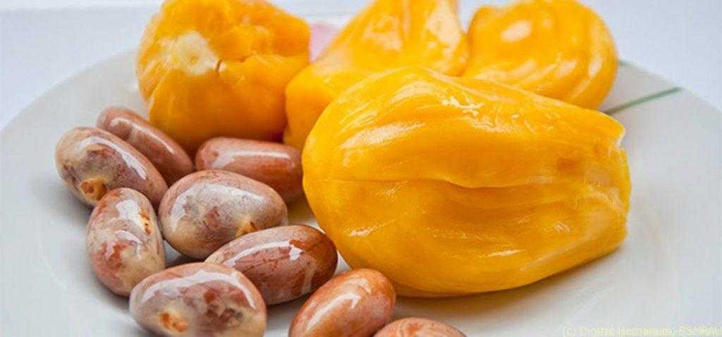 Jackfruit – Digital Herbarium of Crop Plants