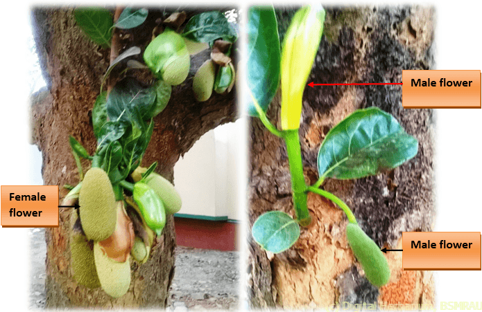 Jackfruit – Digital Herbarium of Crop Plants