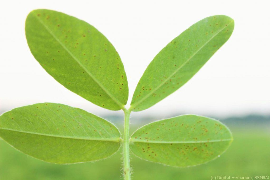 Groundnut / Peanut – Digital Herbarium of Crop Plants