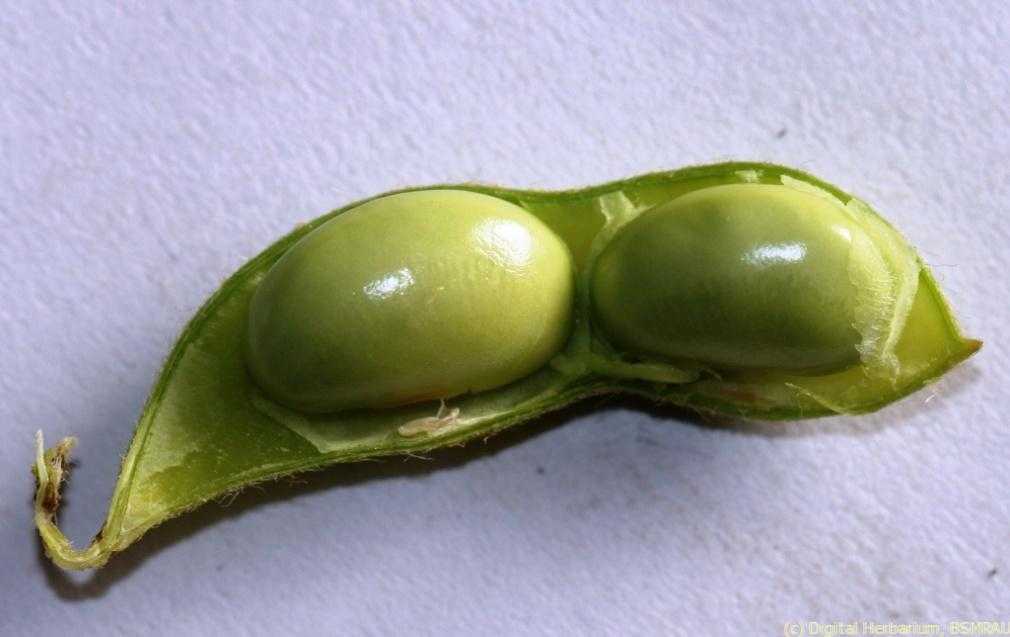 Leguminosae (7) – Digital Herbarium of Crop Plants