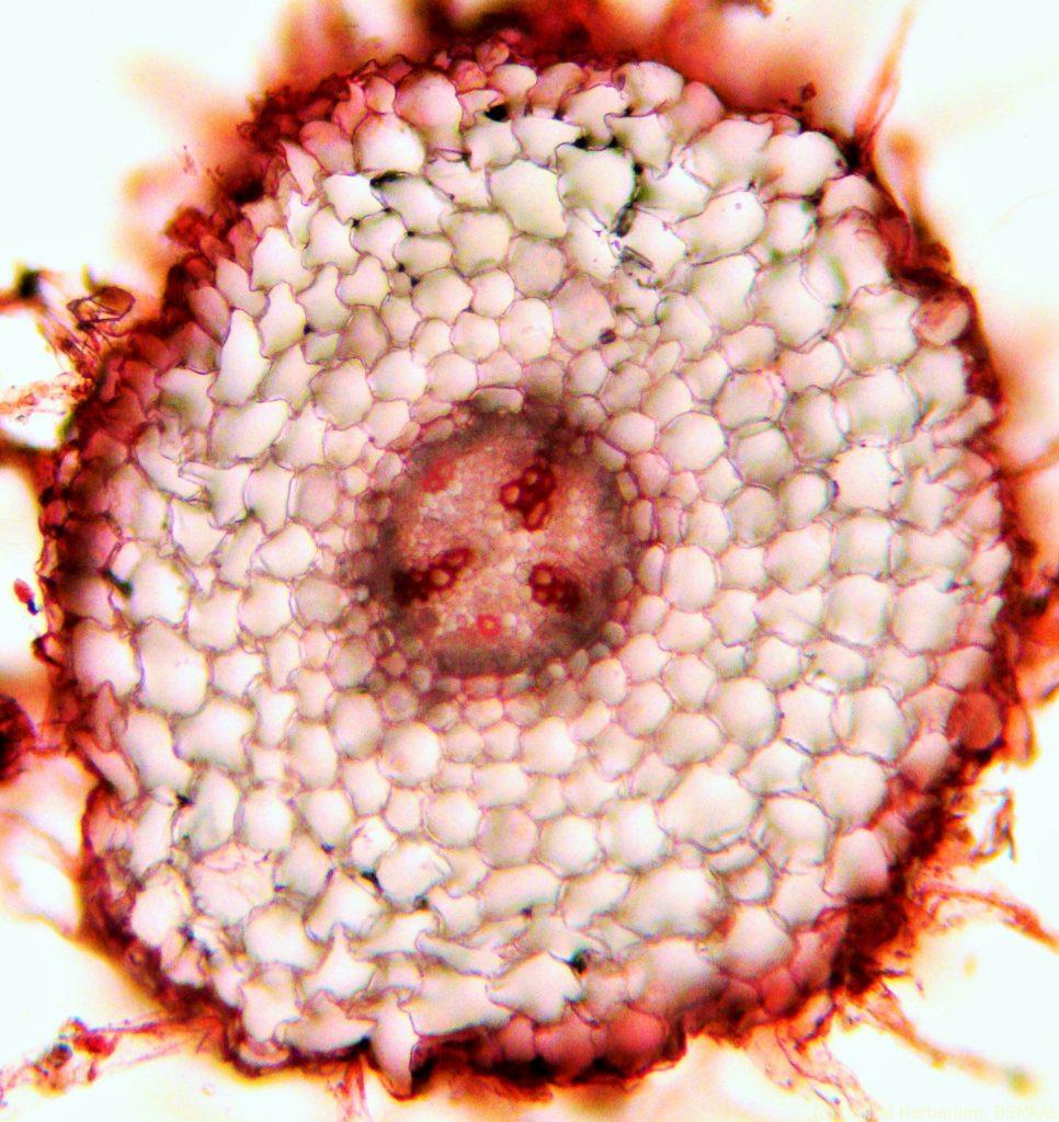 Soybean – Digital Herbarium of Crop Plants