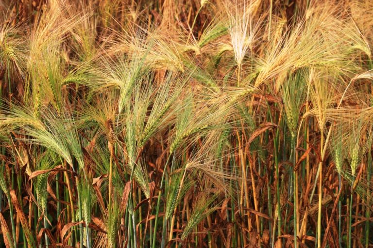 Barley – Digital Herbarium of Crop Plants