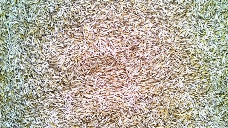 Barley – Digital Herbarium of Crop Plants