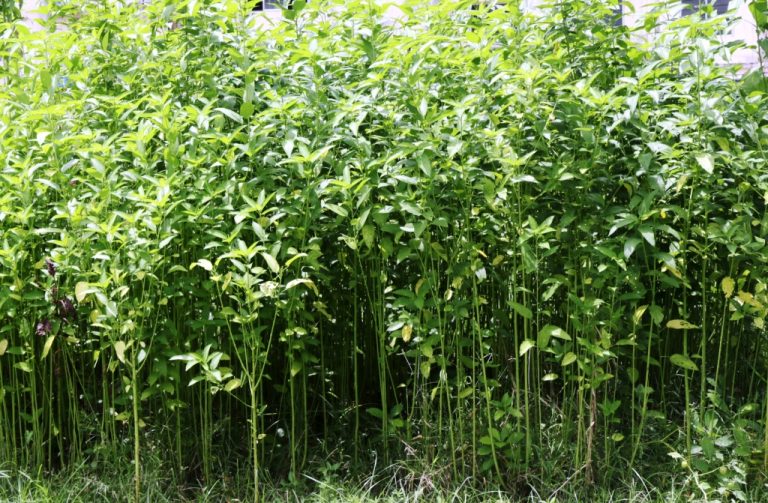 Jute – Digital Herbarium of Crop Plants