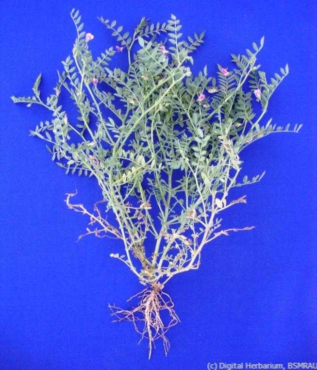 Chickpea – Digital Herbarium of Crop Plants