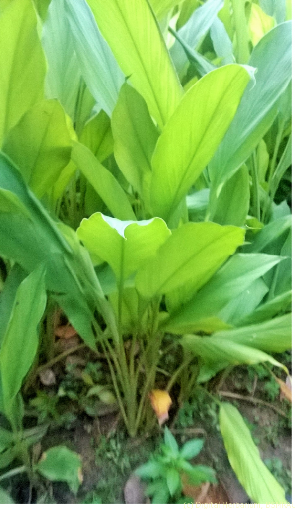 Turmeric – Digital Herbarium of Crop Plants