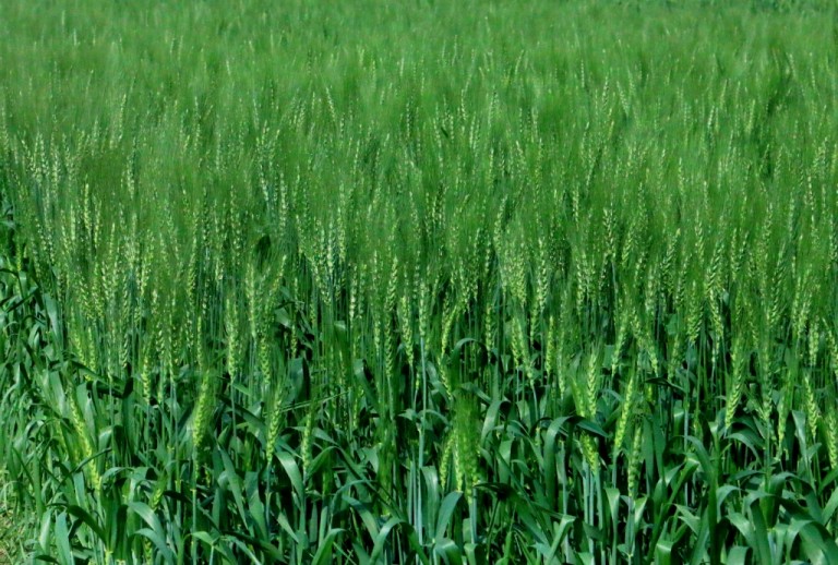 Wheat – Digital Herbarium of Crop Plants