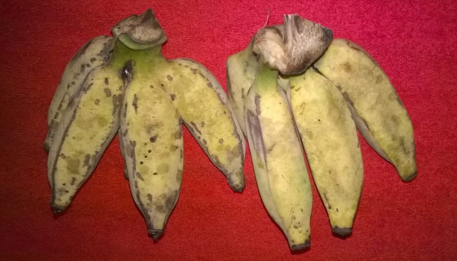 Banana – Digital Herbarium of Crop Plants