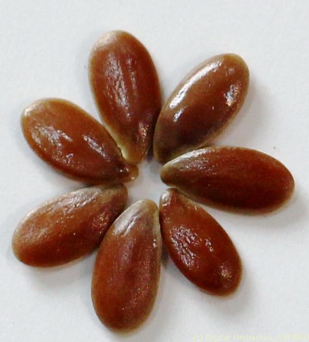 Linseed – Digital Herbarium of Crop Plants