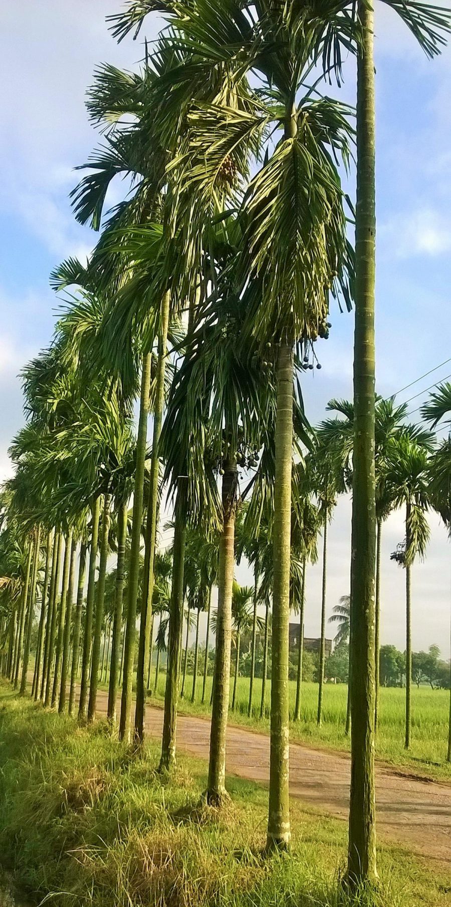Betal nut palm – Digital Herbarium of Crop Plants