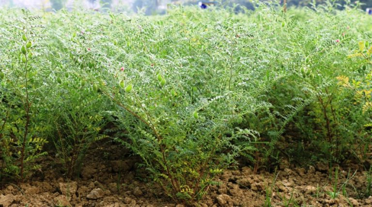 Chickpea – Digital Herbarium of Crop Plants