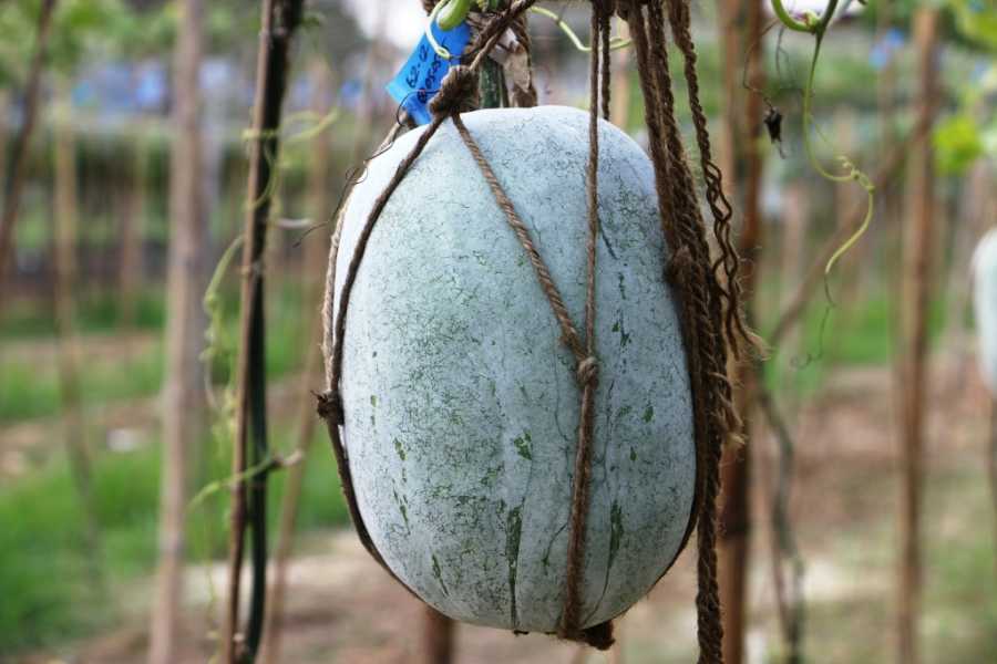 White Gourd/ Ash gourd – Digital Herbarium of Crop Plants