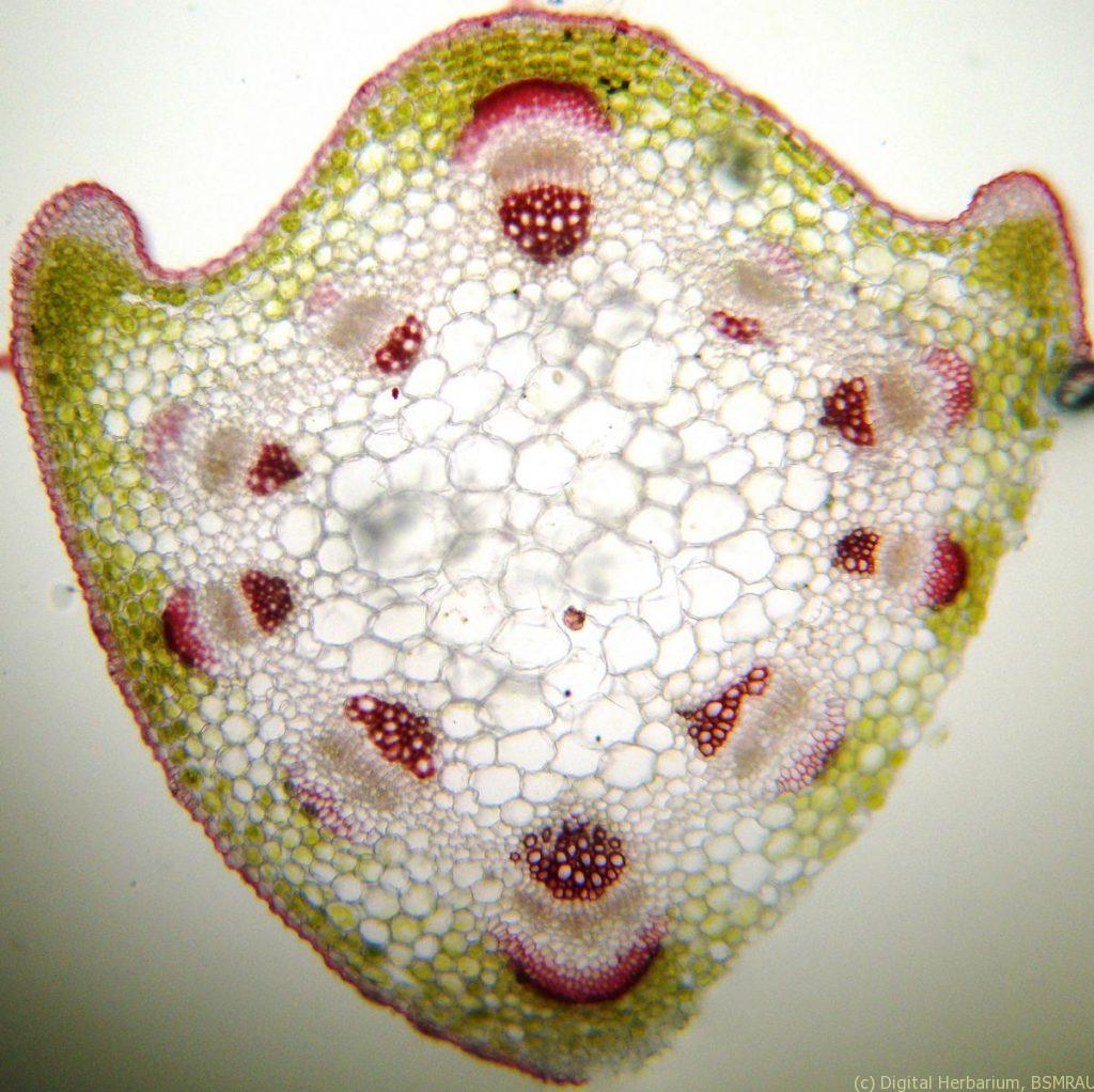 Chickpea – Digital Herbarium of Crop Plants