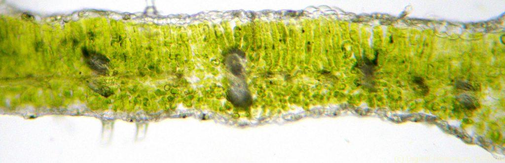 Chickpea – Digital Herbarium of Crop Plants