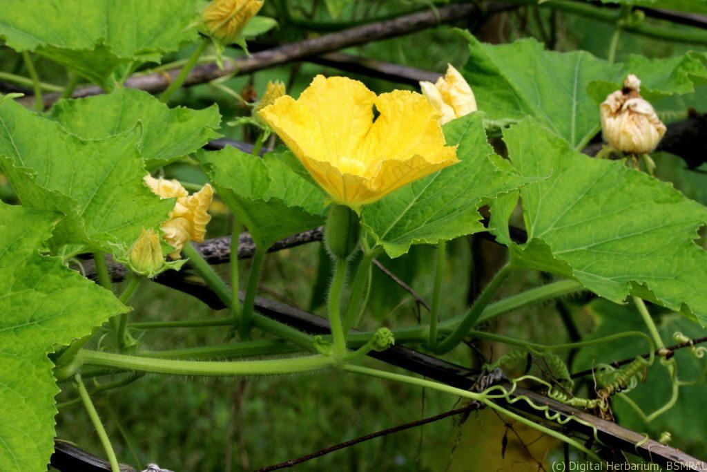 White Gourd/ Ash gourd – Digital Herbarium of Crop Plants