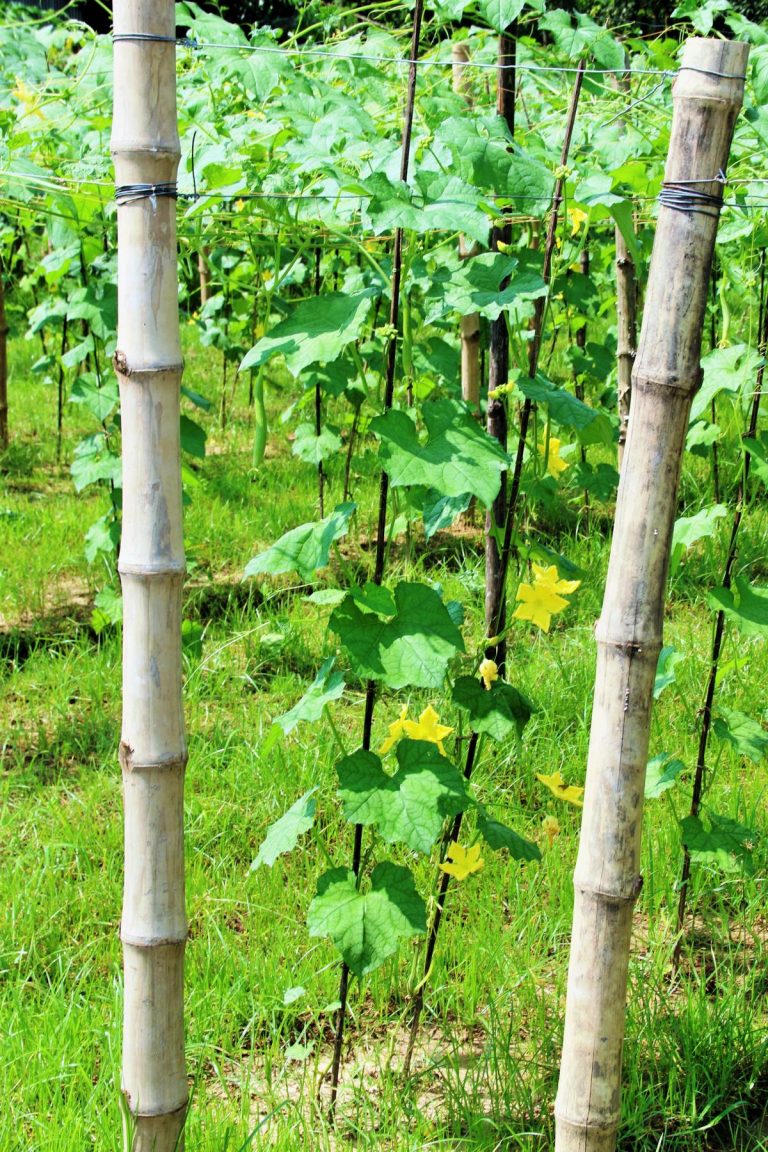 Sponge Gourd – Digital Herbarium of Crop Plants