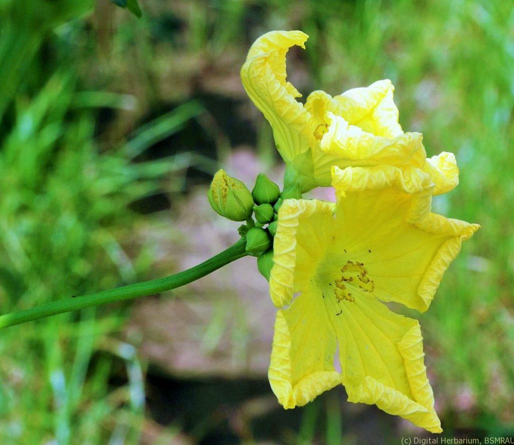 Sponge Gourd – Digital Herbarium of Crop Plants