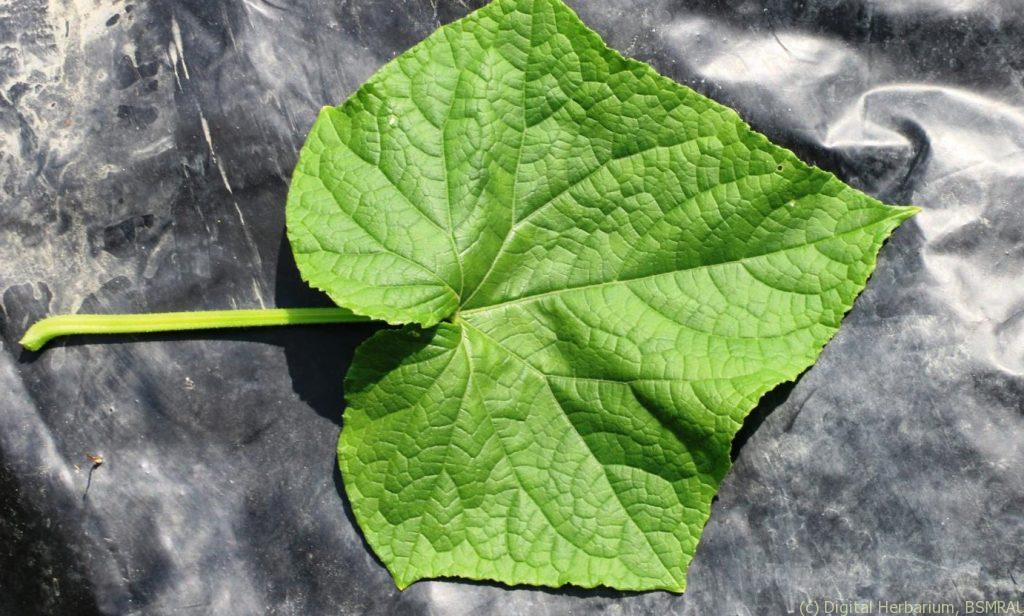 Cucumber – Digital Herbarium of Crop Plants