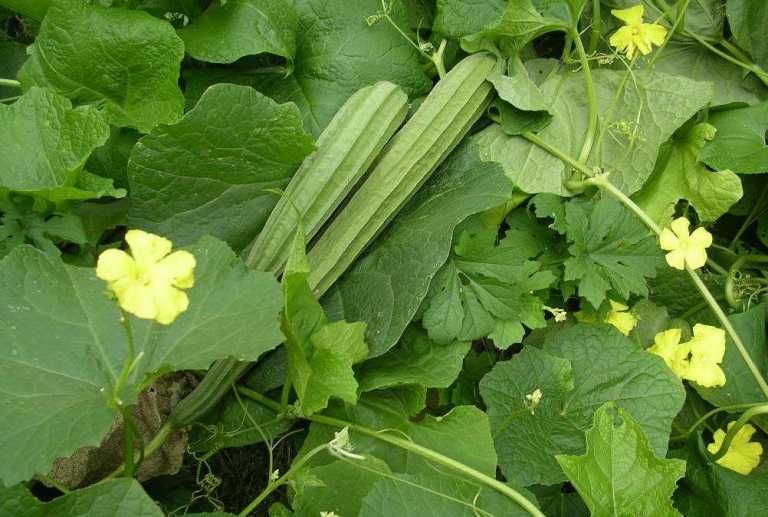 Ridge Gourd – Digital Herbarium of Crop Plants