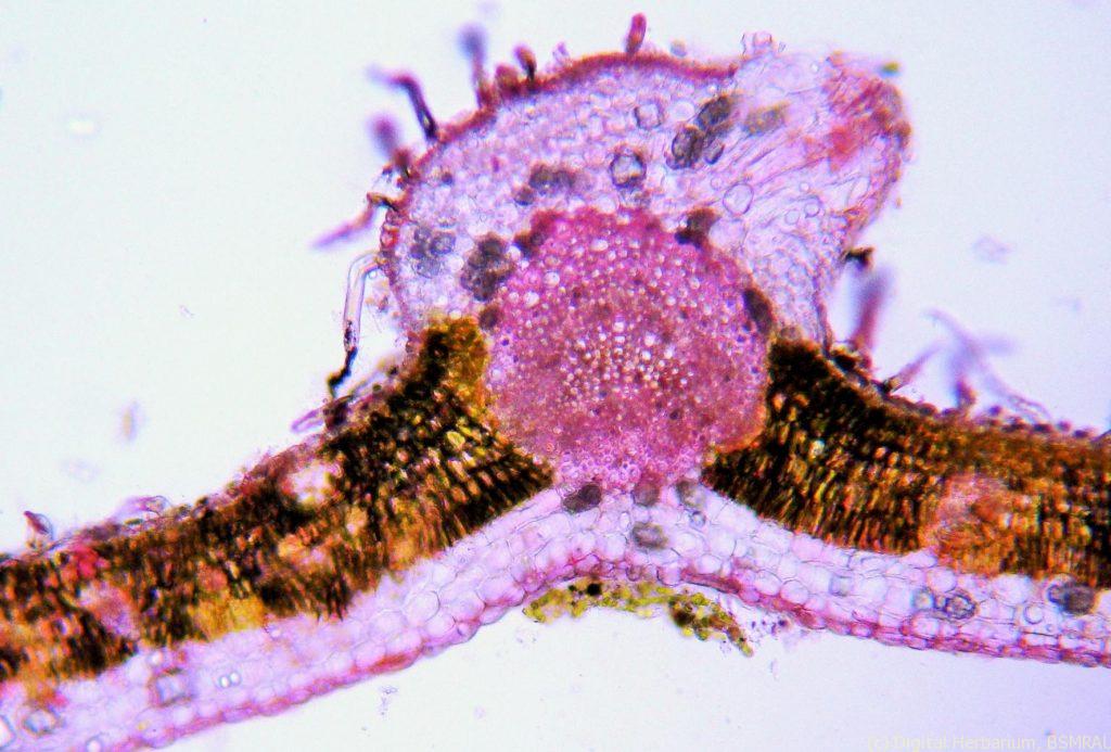 Guava – Digital Herbarium of Crop Plants