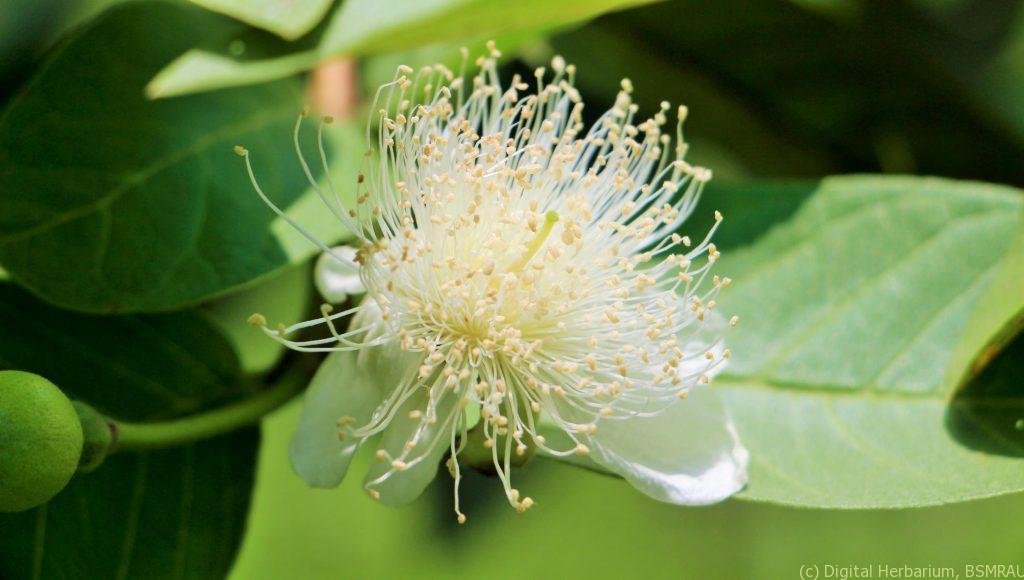Guava – Digital Herbarium of Crop Plants