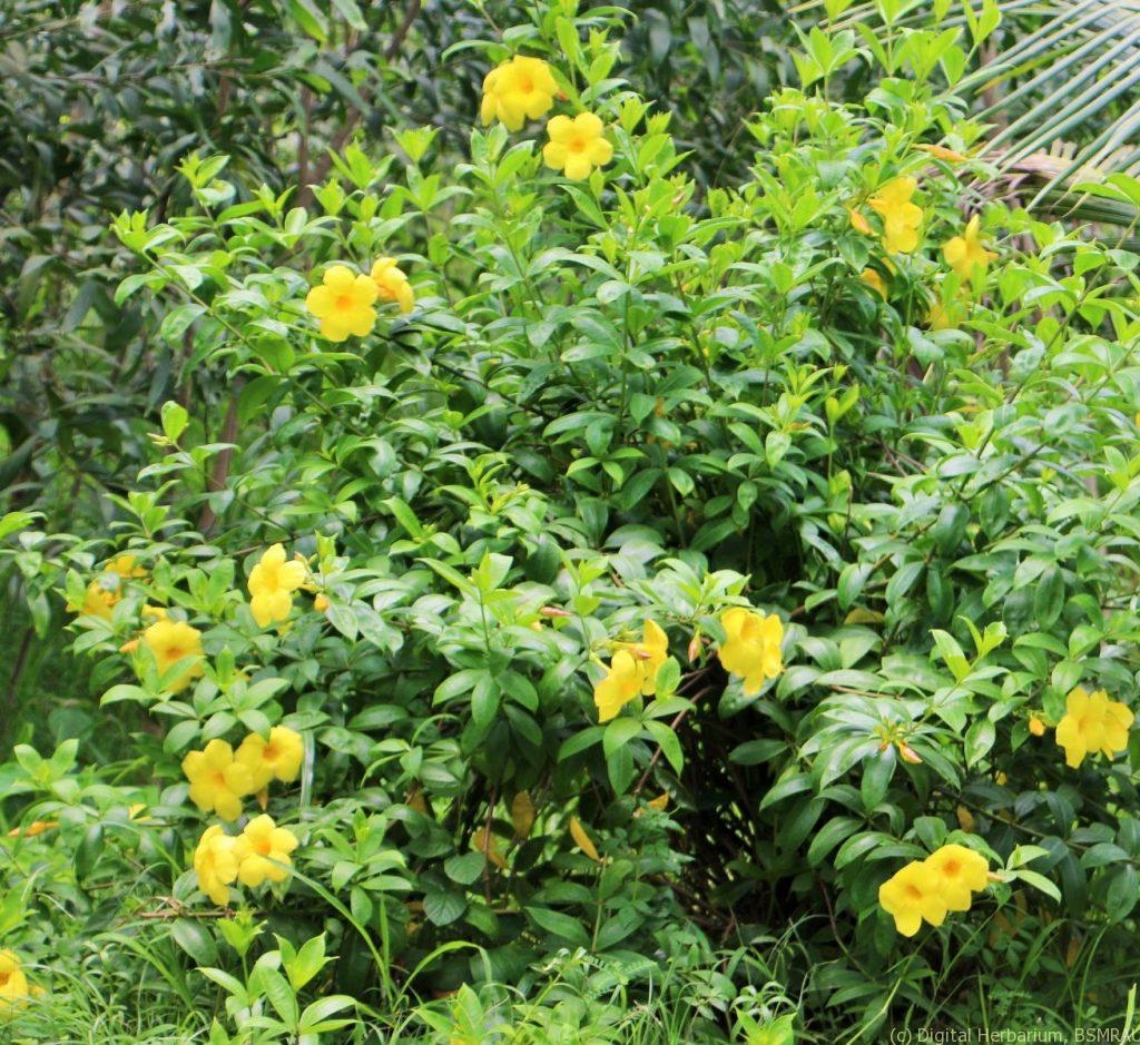 Allamanda – Digital Herbarium of Crop Plants
