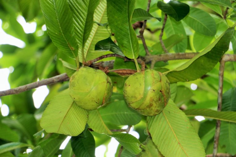 Elephant Apple/chalta – Digital Herbarium of Crop Plants