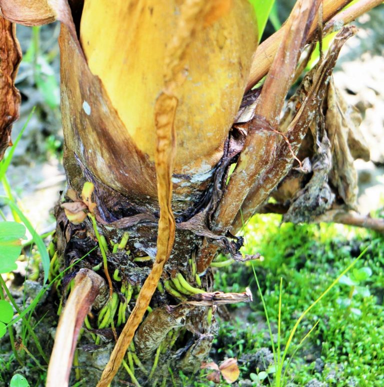Taro – Digital Herbarium of Crop Plants