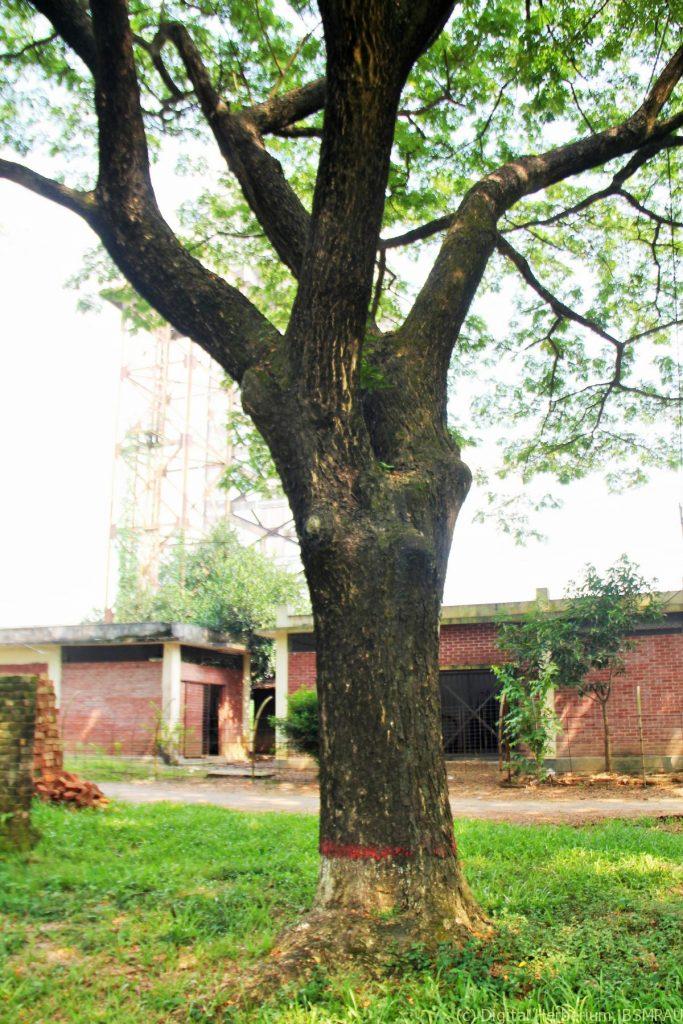 Siris Tree – Digital Herbarium of Crop Plants