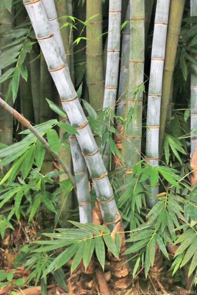 Common Bamboo – Digital Herbarium of Crop Plants
