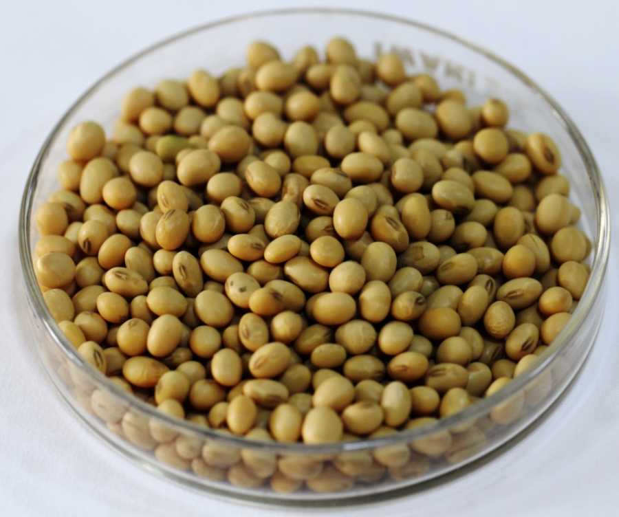 BARI Soybean-5 – Digital Herbarium of Crop Plants