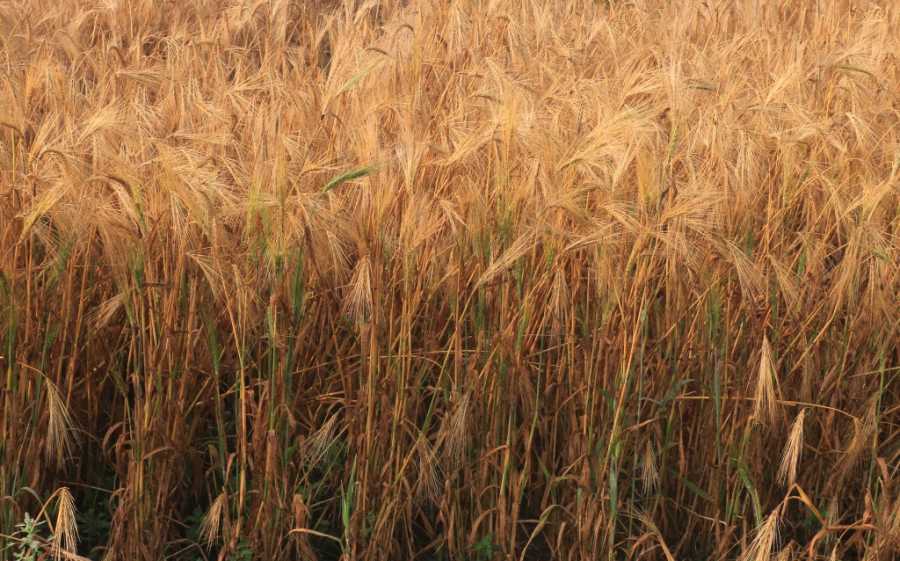 BARI Barley-5 – Digital Herbarium of Crop Plants
