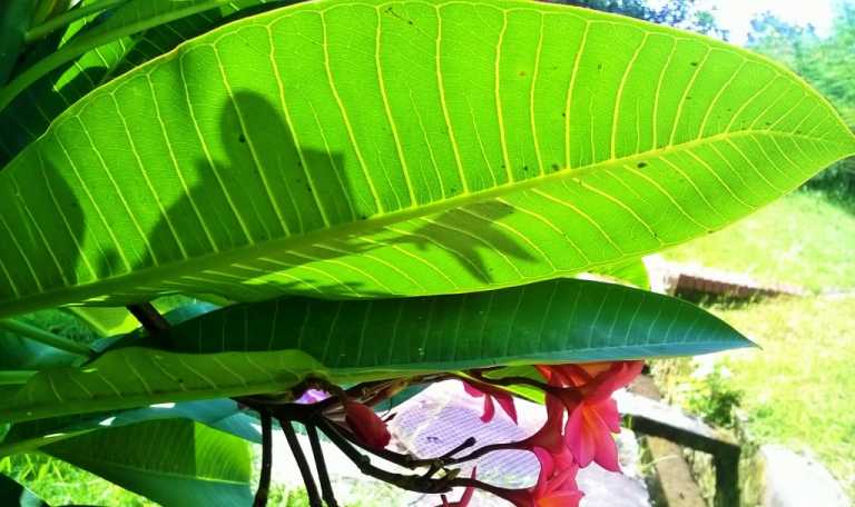 Pagoda tree/Kath golap – Digital Herbarium of Crop Plants