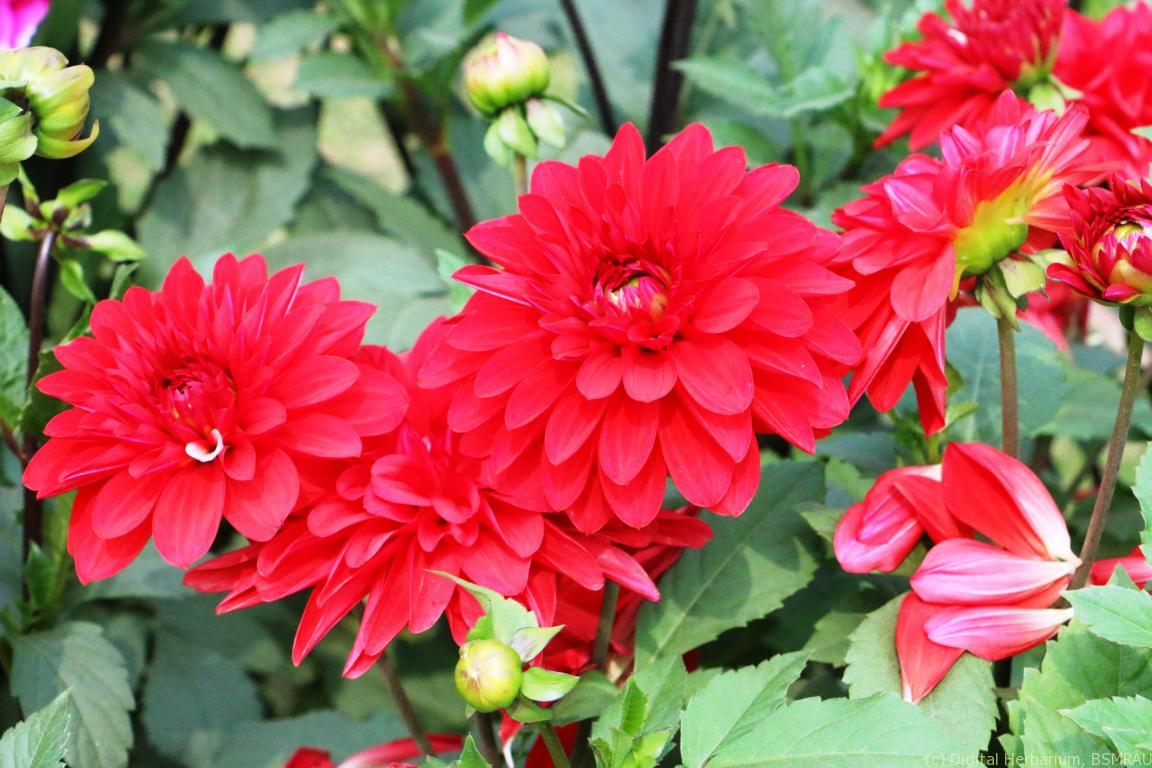 Dalia – Digital Herbarium of Crop Plants