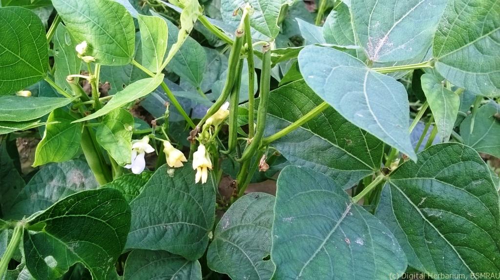Cow pea – Digital Herbarium of Crop Plants