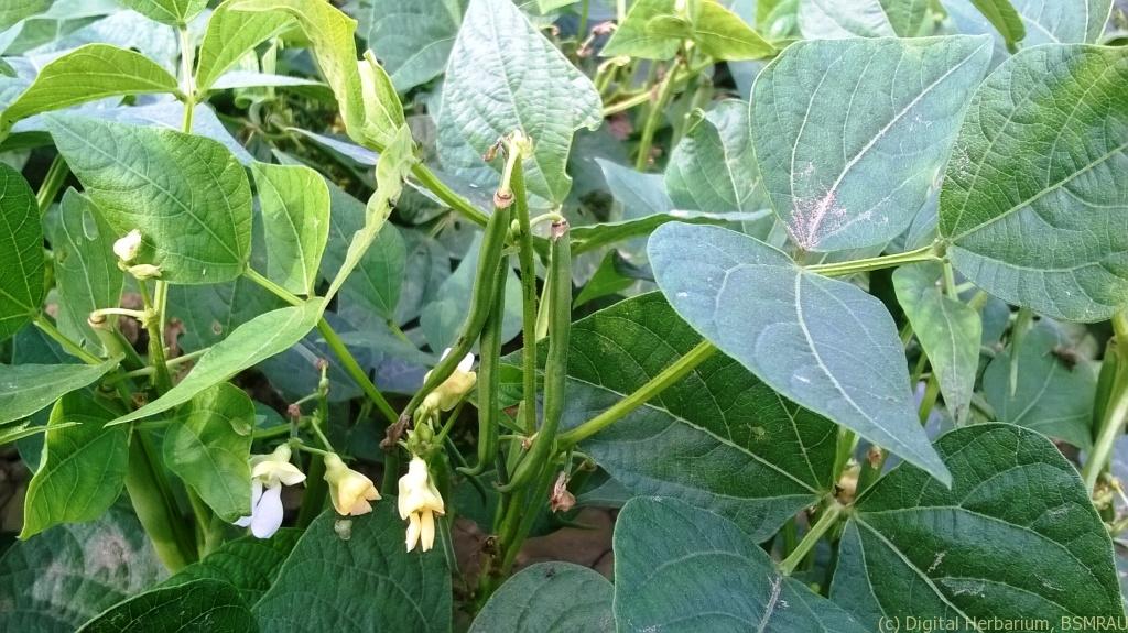 Cow pea – Digital Herbarium of Crop Plants