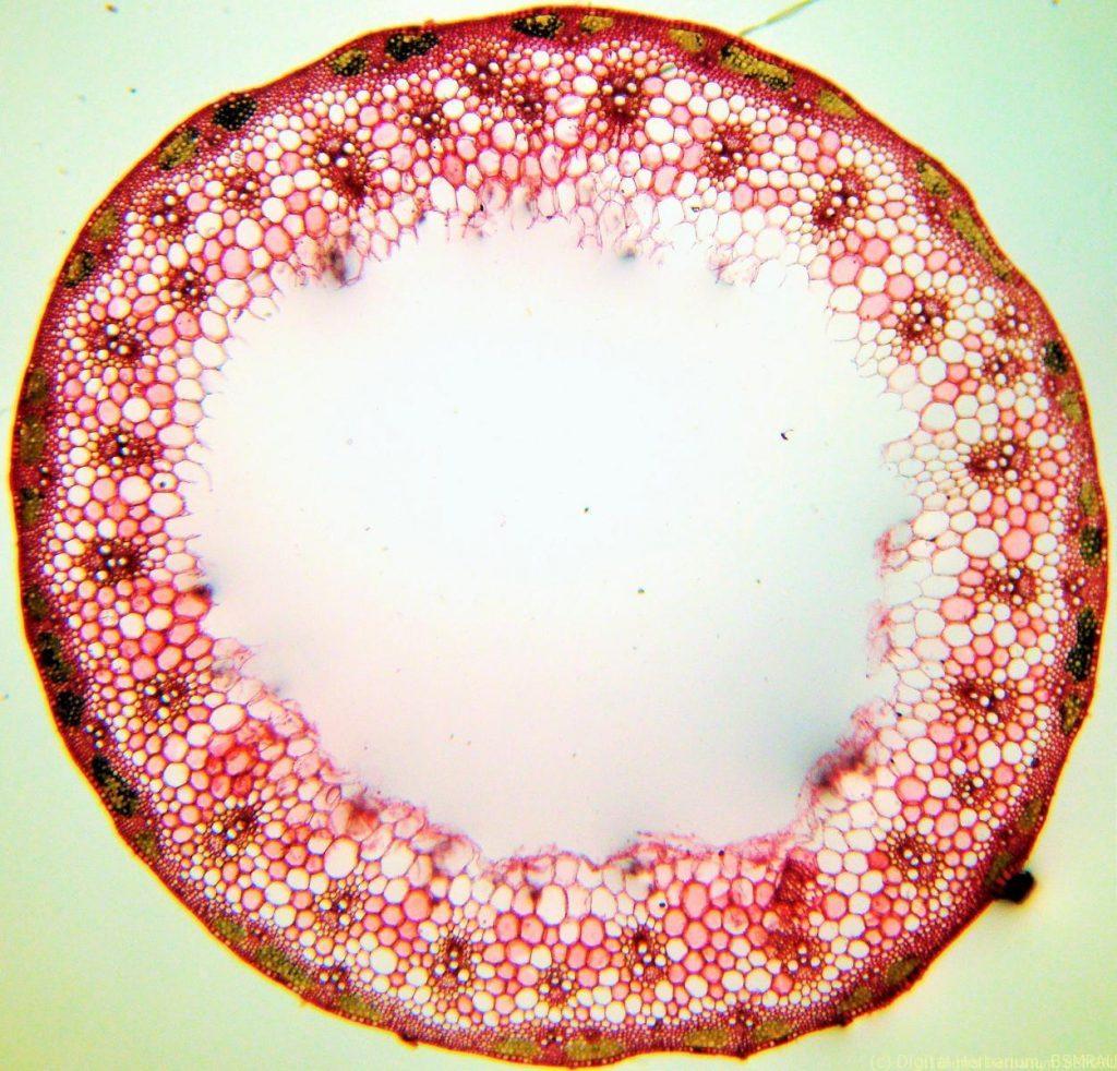 Wheat Anatomy – Digital Herbarium of Crop Plants