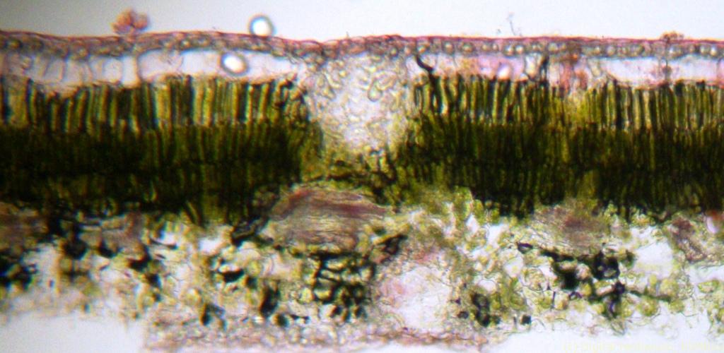 Wheat Anatomy – Digital Herbarium of Crop Plants