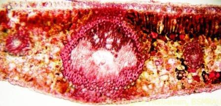 Anatomy of Mango Plant – Digital Herbarium of Crop Plants