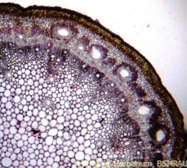 Anatomy of Mango Plant – Digital Herbarium of Crop Plants
