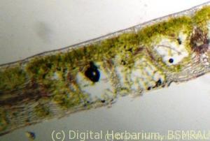 Jackfruit Anatomy – Digital Herbarium of Crop Plants