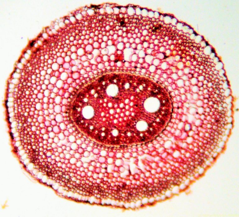 Root-Anatomy-of-Millet – Digital Herbarium of Crop Plants