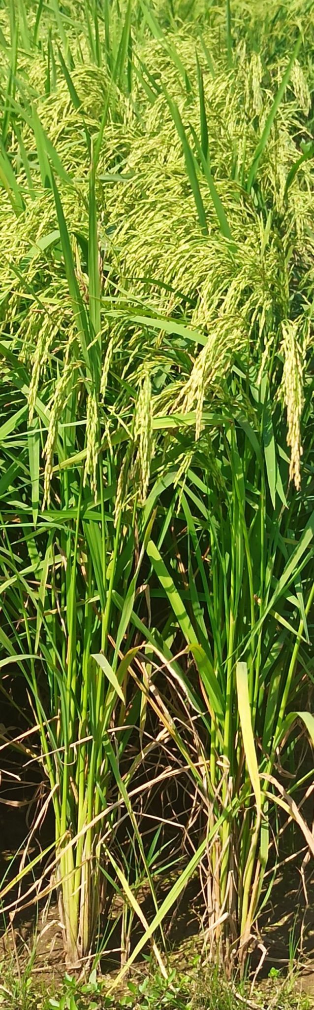 Rice – Digital Herbarium of Crop Plants