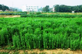 Neem – Digital Herbarium of Crop Plants